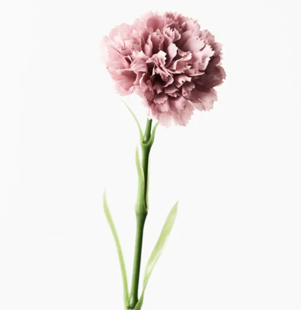 Carnation Dusty Pink | Soul Interiors & co